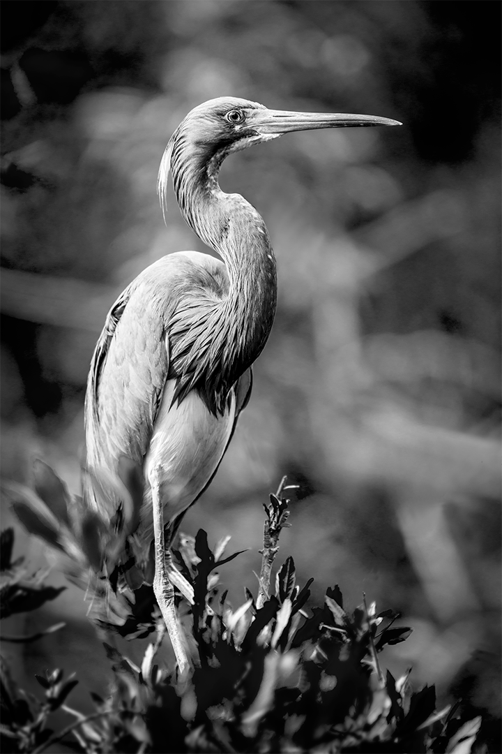 True Blue Bandw Alan S Maltz Gallery 6935
